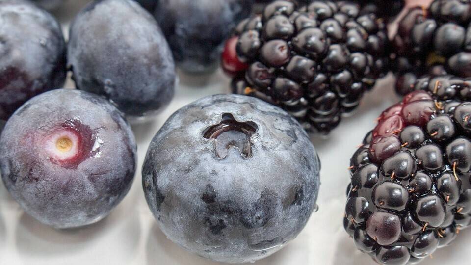 Arándano. Uso de hipoclorito de calcio