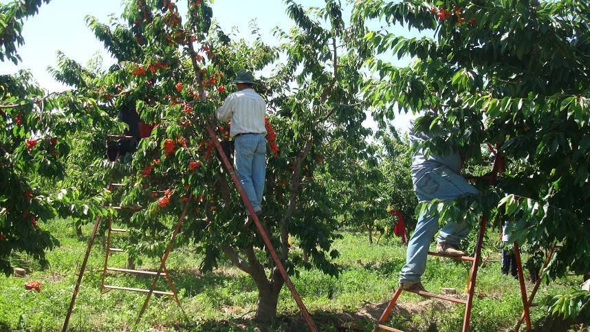 Sistemas de conducción en cerezo para maximizar los beneficios y la calidad