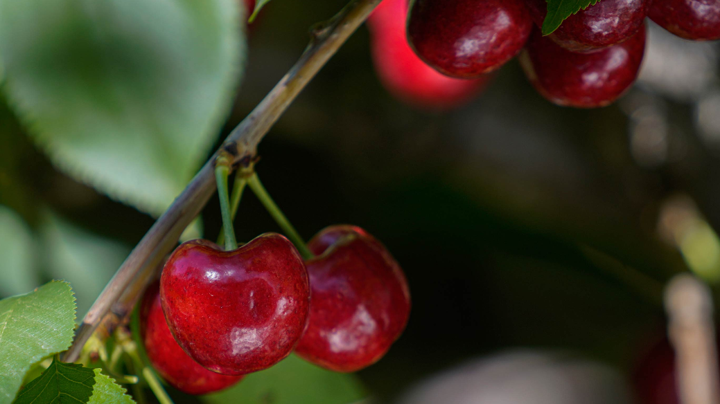 Mendoza potencia el cultivo de cerezas tempranas