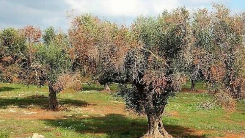 Método rápido para determinar predadores del insecto transmisor de ...