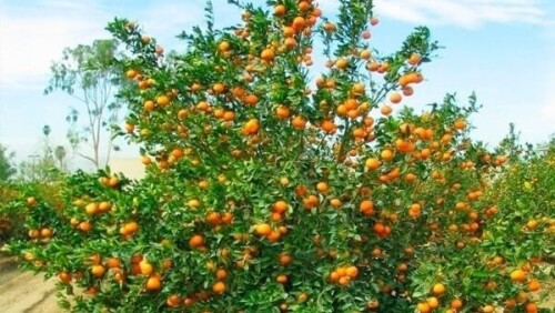 La variedad de mandarina Tang Gold Tango
