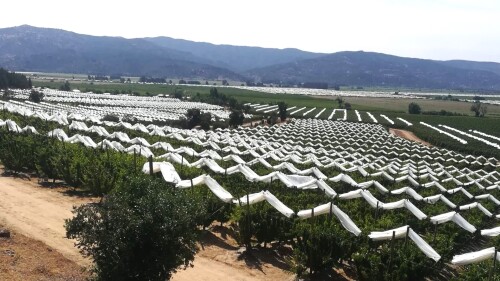 Los AGRICOVER FTT son cobertores plásticos para la protección de frutales