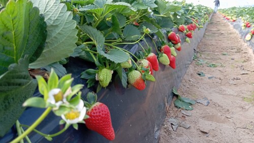 Frutos rojos in vitro, una garantía de calidad