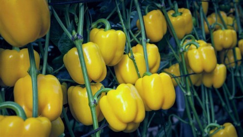 Mikonos, un excelente pimiento corto amarillo
