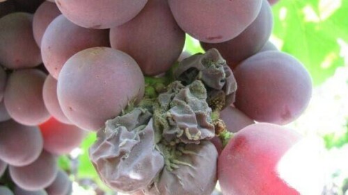 Control de Botrytis en uva de mesa