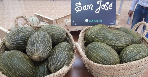 San José es un sorprendente melón temprano tipo piel de sapo de Sakata
