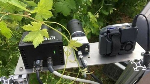 Computer recognizes diseases in grape, apple and carrot