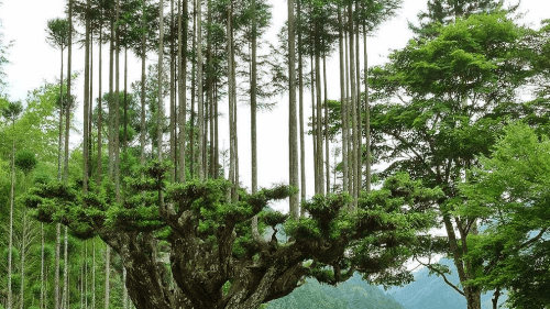Daisugi: técnica ancestral japonesa para producir árboles sobre otros ...