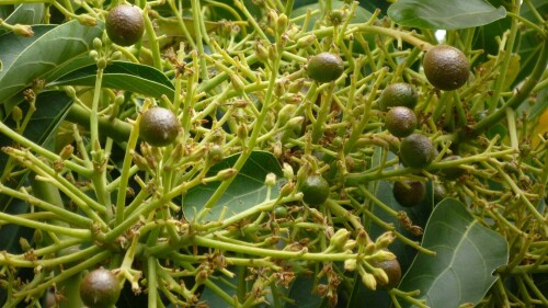Cultivo de aguacate: reducir la cantidad de flores aumenta el total de ...