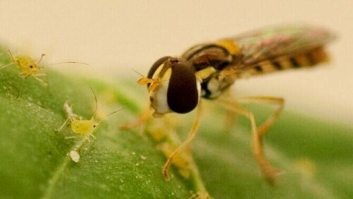 Nueva alternativa de control biológico para pulgón en frutos rojos