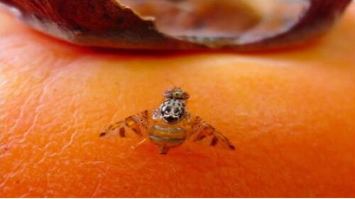 Cómo se construye la prevención frente a la mosca de la fruta en la ...