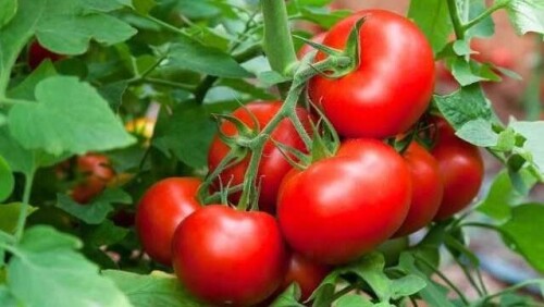¿Cómo proteger y estimular el cultivo de tomate con un solo producto?
