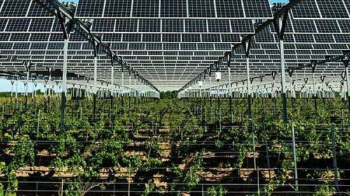 Agrivoltaicas, las instalaciones doble propósito