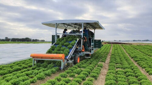 Ortomec: conoce los modelos de cosechadora para lechuga planta entera