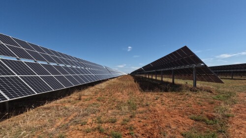 El lino, un cultivo adaptado al sistema agrivoltaico