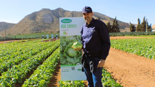Vilmorin-Mikado: amplio catálogo en lechugas con interesantes paquetes ...