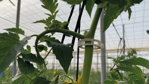 Bayer y Novamont ponen a prueba rafia y clips biodegradables en Mater ...