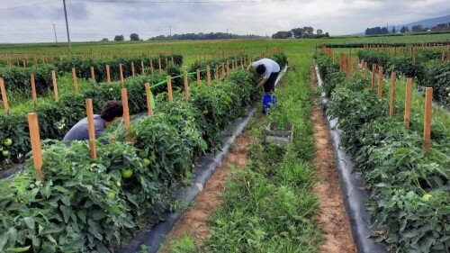 Cultivo de tomate: Innovaciones en riego para un futuro sostenible